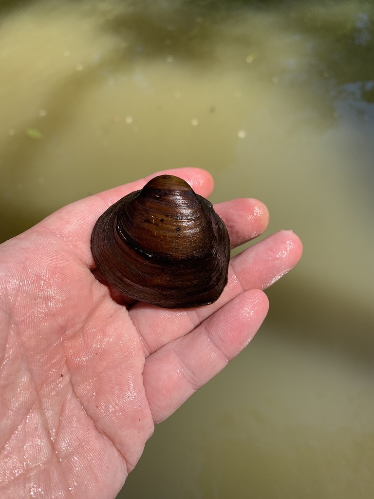 Louisiana Pigtoe from Sabine River, Hawkins, TX, US on July 25, 2023 at ...