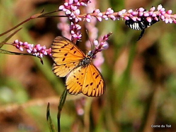 Acraea rahira (Moths and Butterflies of the Mfolozi River catchment ...