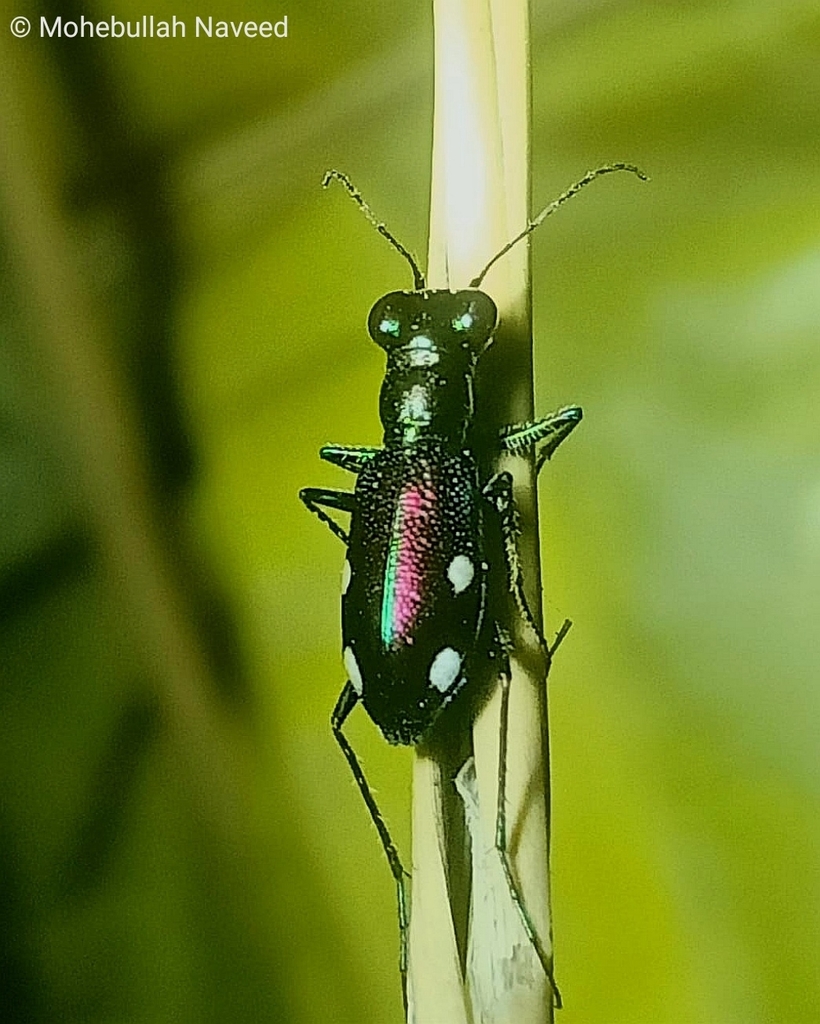 Rhytidophaena limbata from Plot 1512, TIP Housing Colony Tip Housing ...