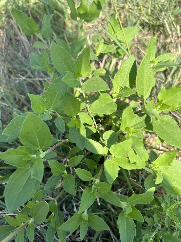 Sumpweed from Glencoe St, Dallas, TX, US on July 25, 2023 at 10:49 AM ...