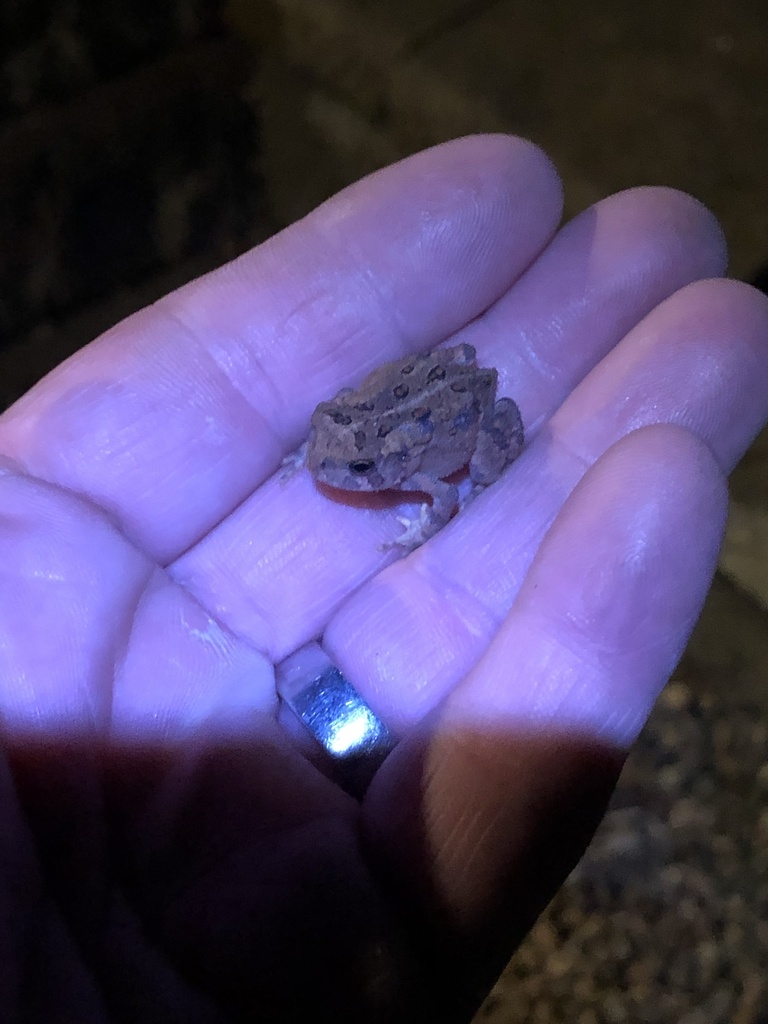 North American Toads from Janebar Cir, Plymouth, MA, US on August 16 ...