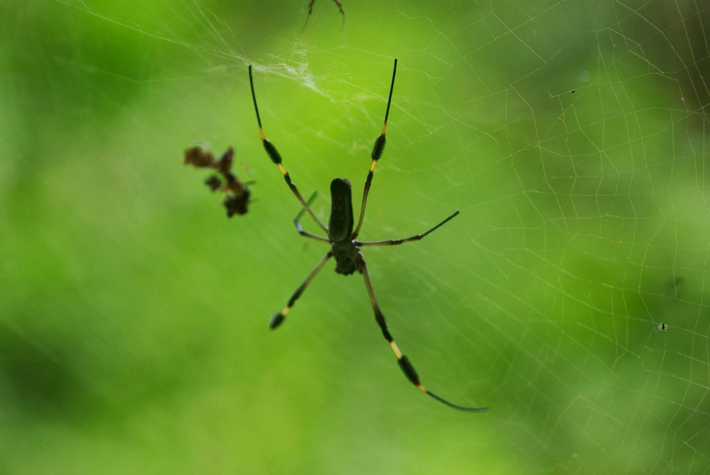 Golden Silk Spider from Chilamate, Heredia, Sarapiquí, Costa Rica on ...