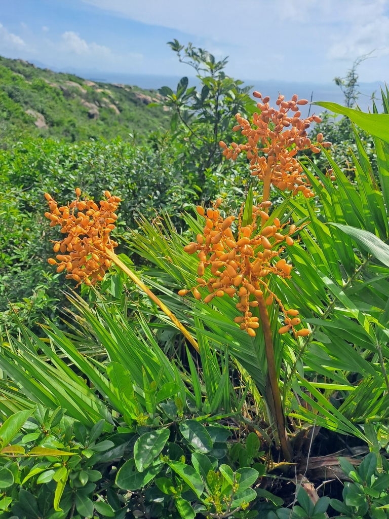 Spiny Date Palm in June 2023 by kcss · iNaturalist