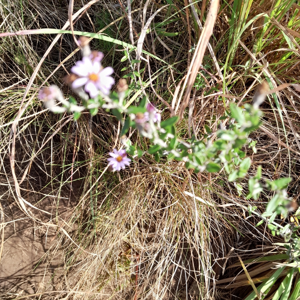 Bushman Tea from Forest Hills, Kloof, 3610, South Africa on July 25 ...