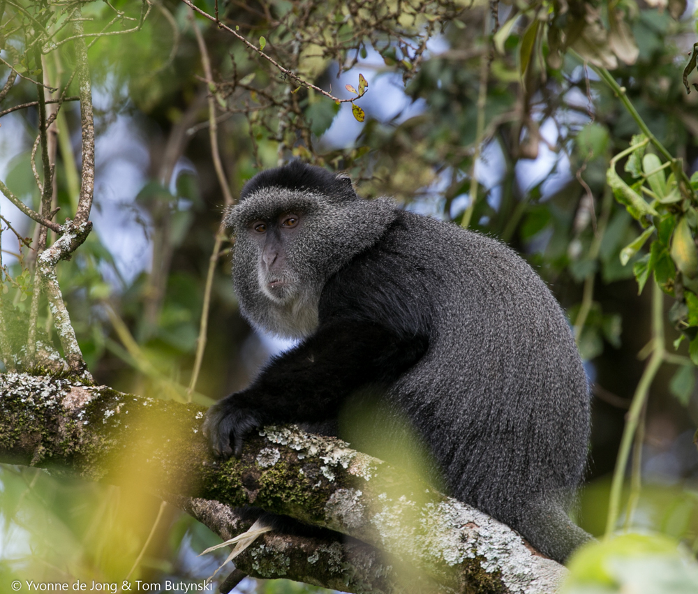 Stuhlmann's Blue Monkey (Cercopithecus mitis stuhlmanni) - Know Your ...