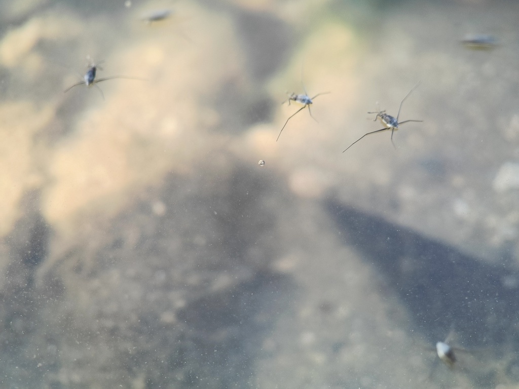 Sea Skaters from Chek Jawa Trail, Singapore on July 22, 2023 at 08:33 ...