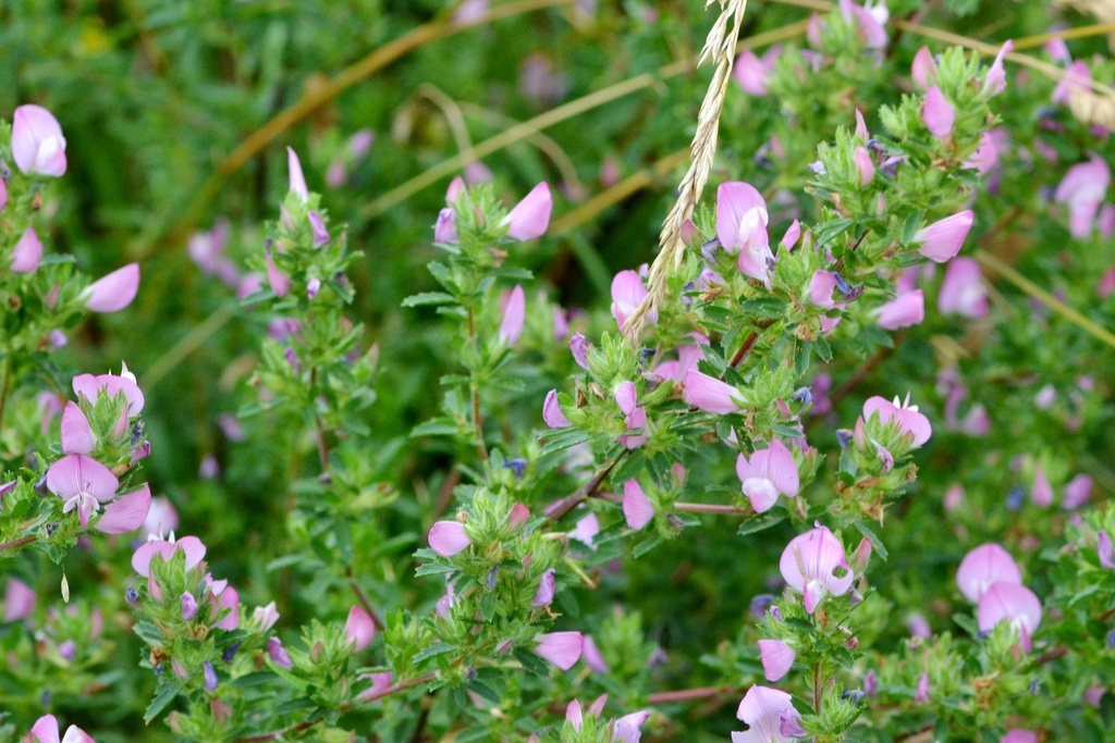 Spiny restharrow from Kosmonosy, Česko on July 13, 2023 at 05:22 PM by ...
