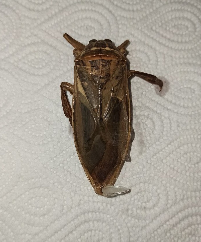 Indo-East Mediterranean Giant Water Bug from Pyay Lan (East) Ward ...