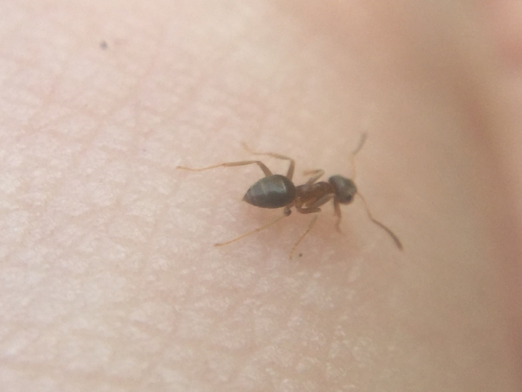 Lasius in July 2023 by Matthew Lindsey · iNaturalist