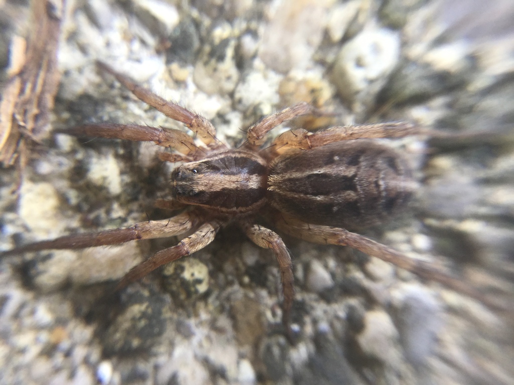 lance wolf spider in July 2023 by Matthew Lindsey. Suspecting this one ...
