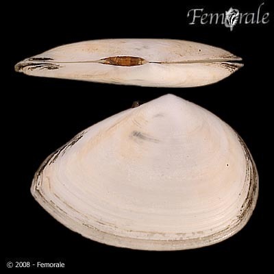 Angled Wedge Shell (Tellina gaimardi) · iNaturalist