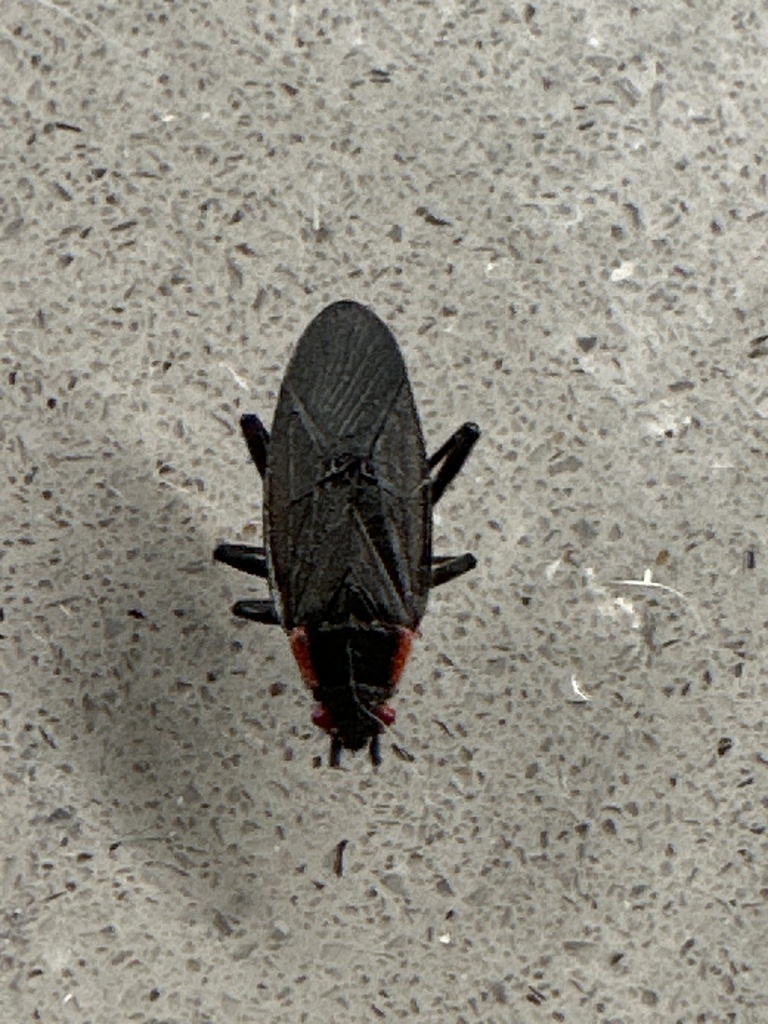 Red-shouldered Bug from Long Island, New York, NY, US on July 25, 2023 ...