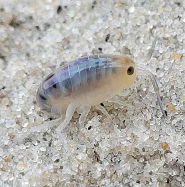 Sandhopper Animal Blenny – Sandhopper Live Gem Factory Ltd.