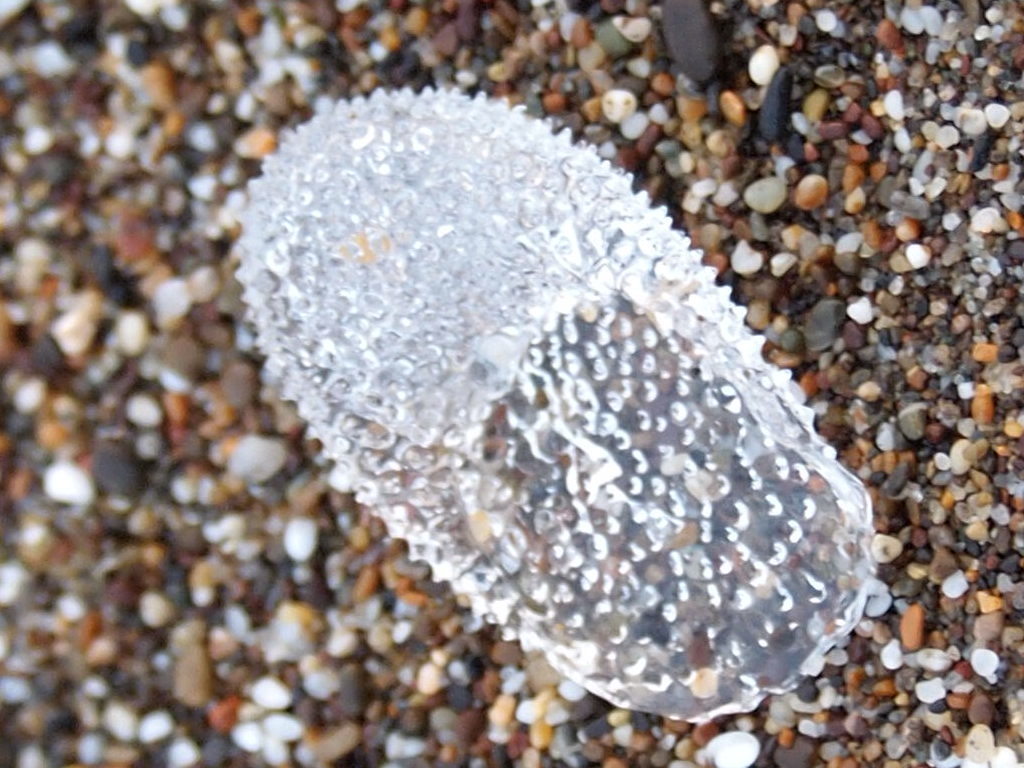 Spectacular Corolla (Northern California Rocky Intertidal Species ...