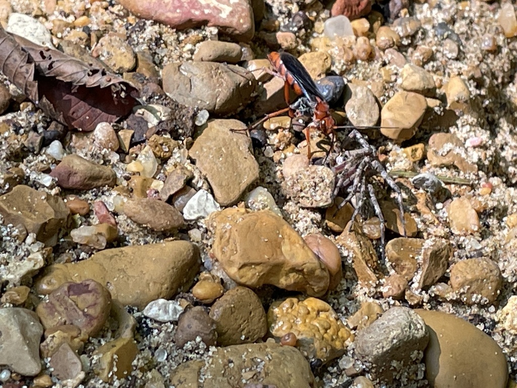 Rusty Spider Wasp from Ferrell Rd, Batesville, MS, US on July 25, 2023 ...