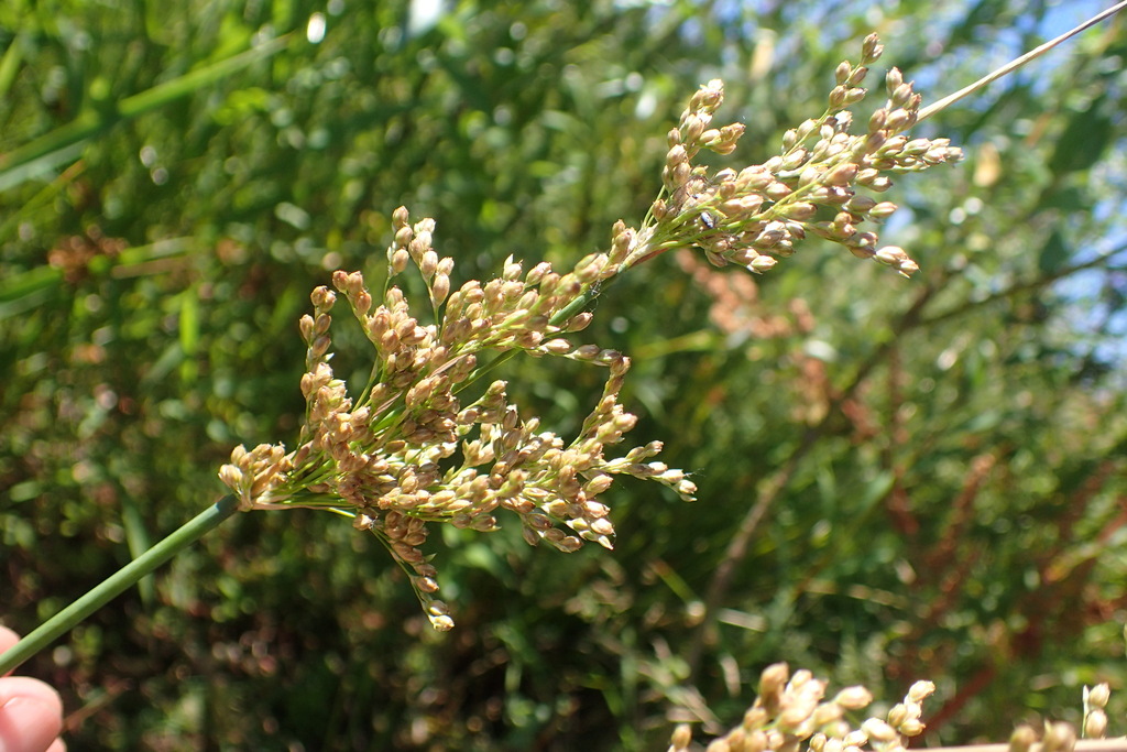 Juncus polyanthemus from Grevenbicht, Nederland on June 24, 2023 at 01: ...