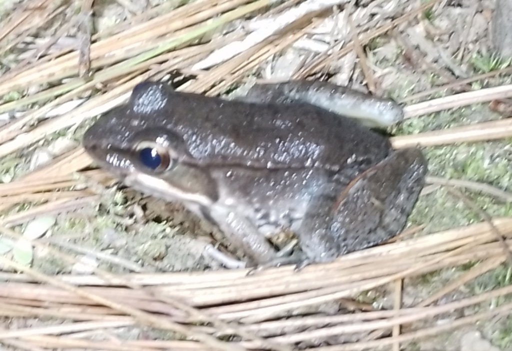 Highland Frog from San Antonio de Oriente, Honduras on July 21, 2023 at ...