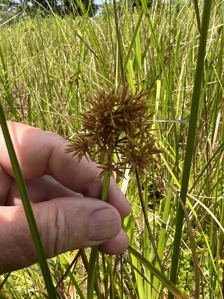 Bunchy flat-sedge from Canal Point, FL, US on July 25, 2023 at 12:16 PM ...