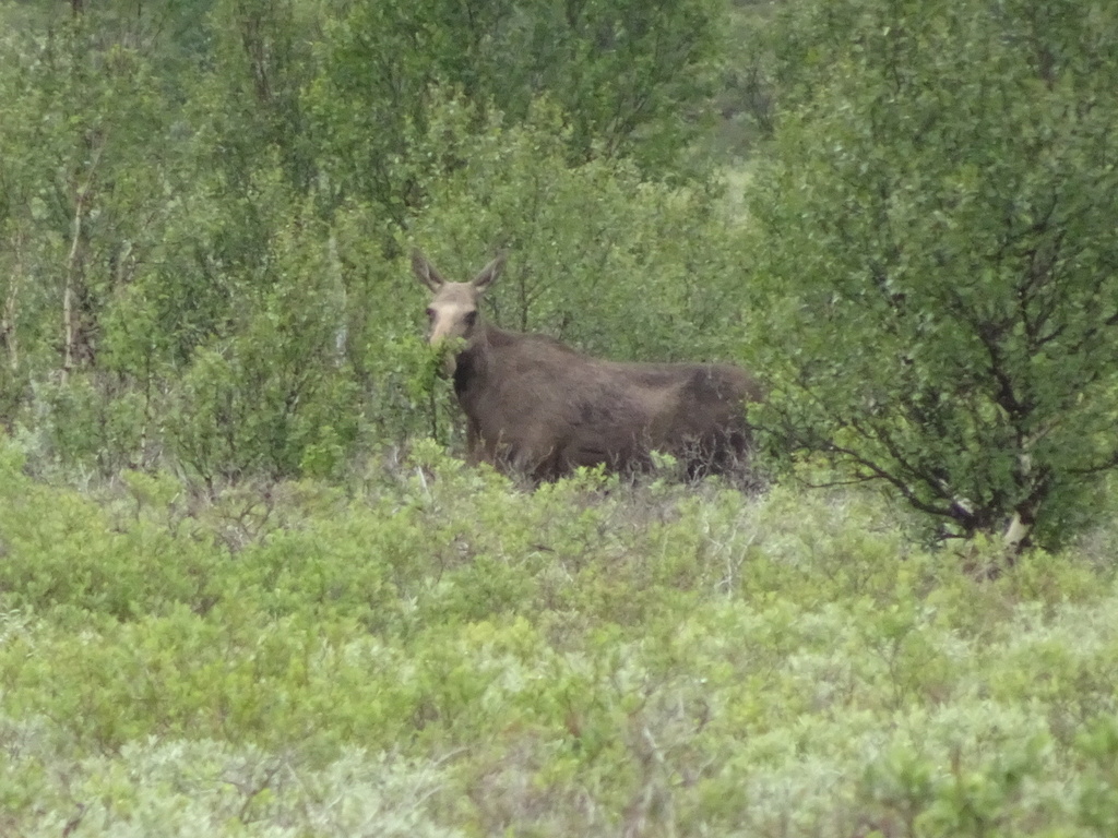 European Elk from Fokstumyra, Dombås, 34, NO on July 24, 2023 at 05:18 ...