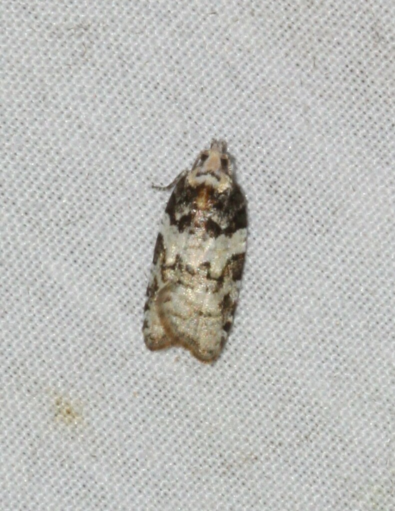 Eastern Black-headed Budworm Moth from Mont-Joli, QC, Canada, 1101 rue ...