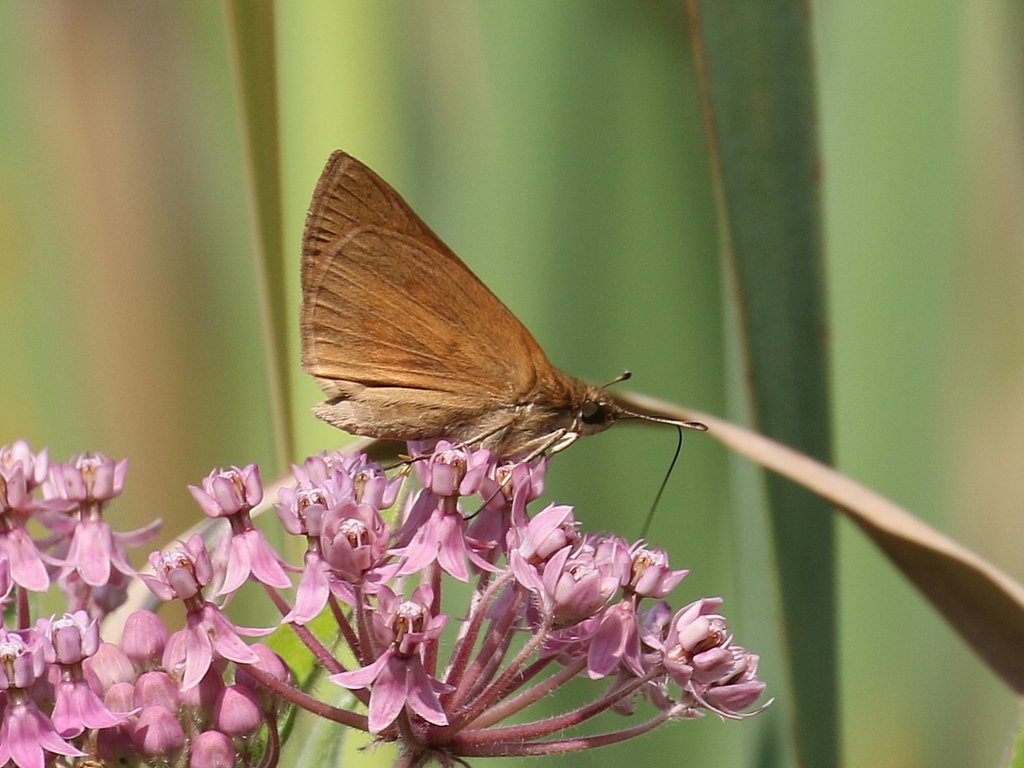 Broad-winged Skipper from Rye, NH, USA on July 25, 2023 at 10:22 AM by ...