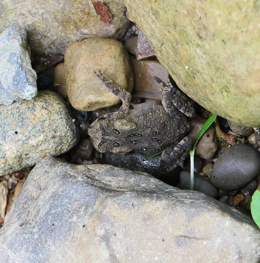 American Toad from Greene County, OH, USA on July 25, 2023 at 12:02 PM ...