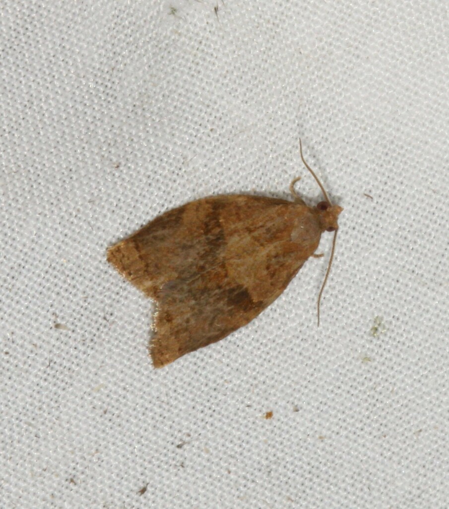 Rose Tortrix Moth from Mont-Joli, QC, Canada, 1101 rue Lussier on July ...