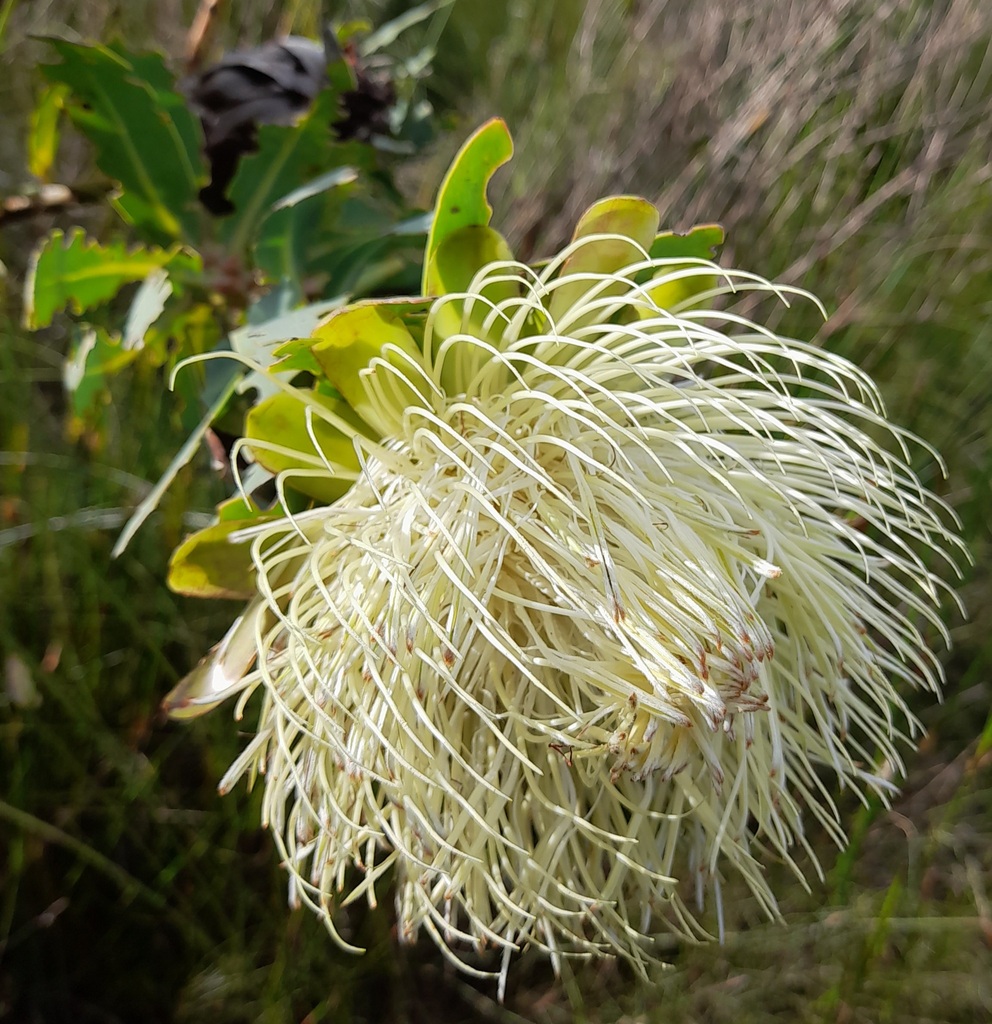 Wagon Tree from Suurbraak, 6743, South Africa on July 14, 2023 at 02:36 ...