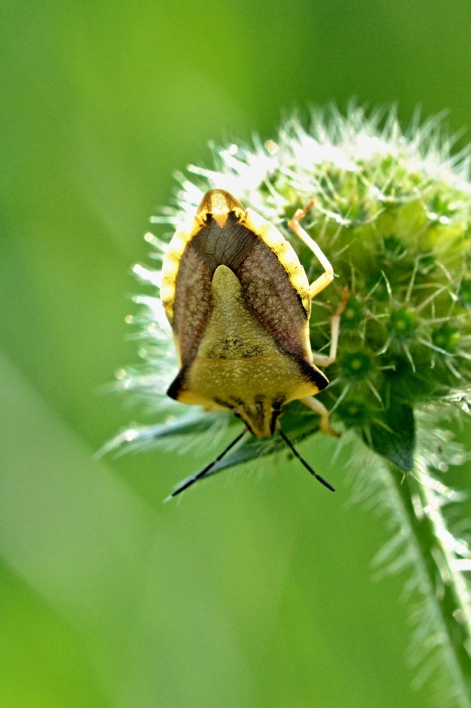 northern fruit bug from Kosmonosy, Česko on July 13, 2023 at 05:37 PM ...