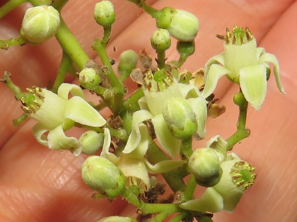 Cape Ash (Ekebergia capensis) - Botanical Realm