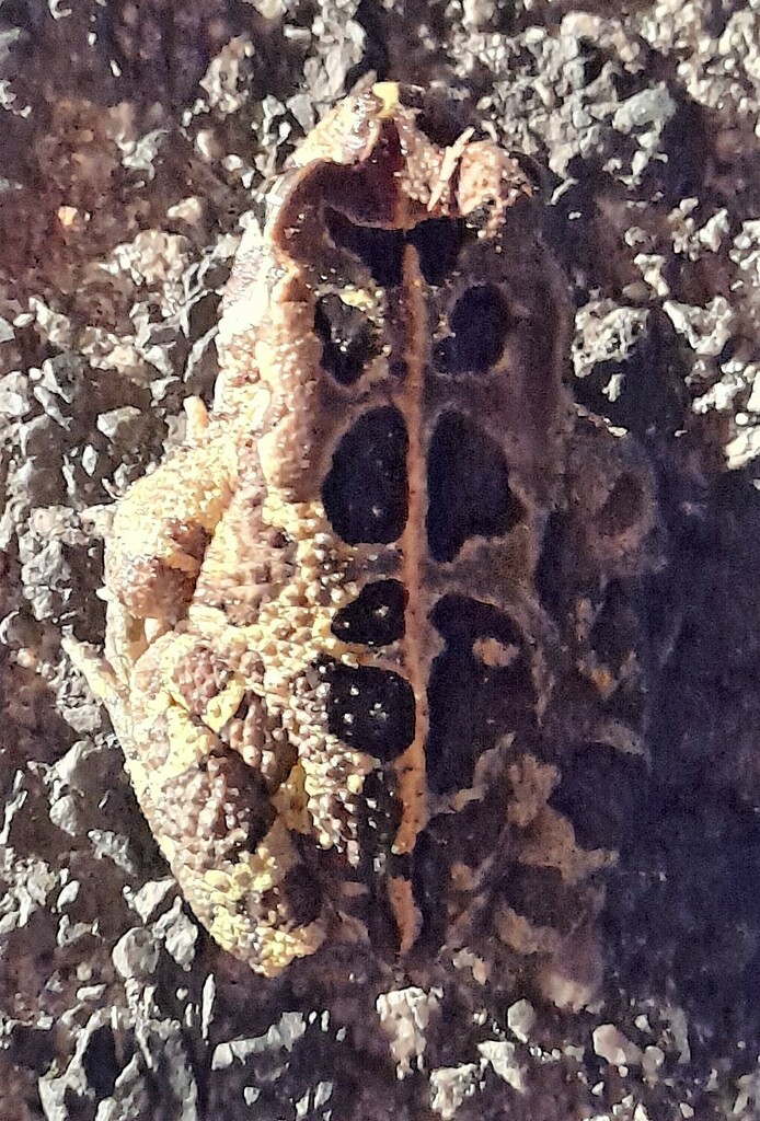 Western Leopard Toad from Clovelly, Cape Town, 7975, South Africa on ...