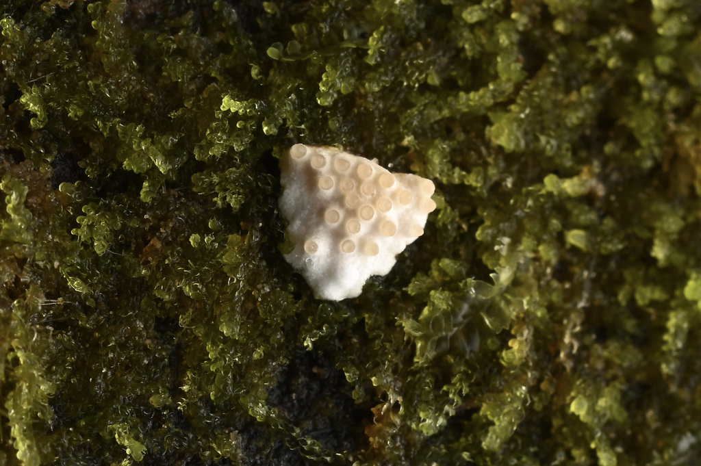 Tolypocladium inflatum from Hamilton County, NY, USA on July 16, 2023 ...