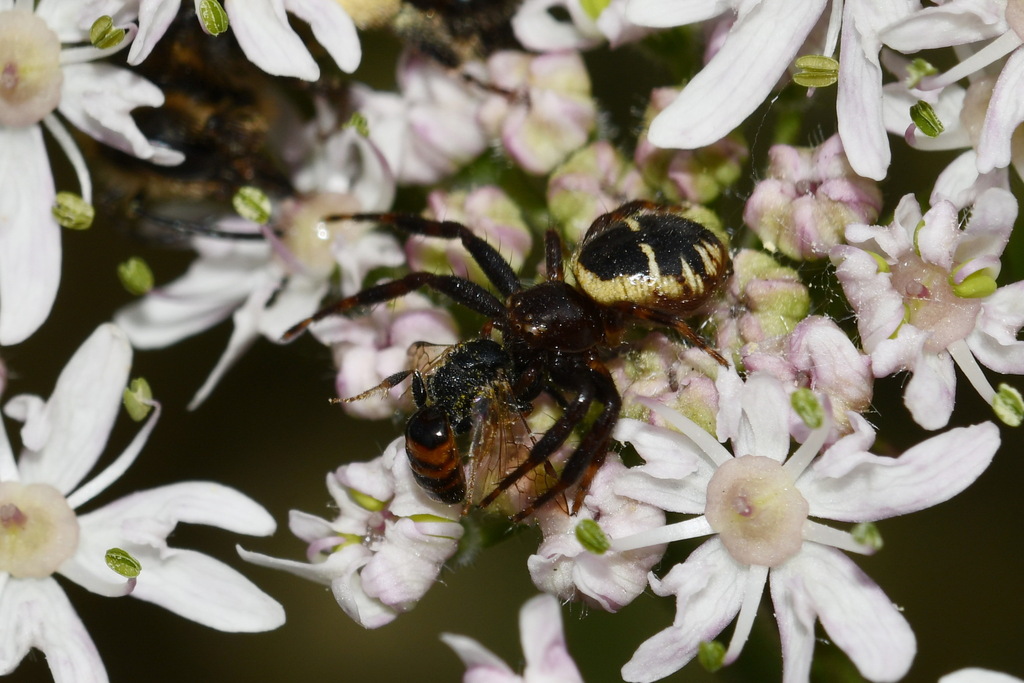 Napoleon Spider from 54260 Saint-Jean-lès-Longuyon, Frankreich on July ...