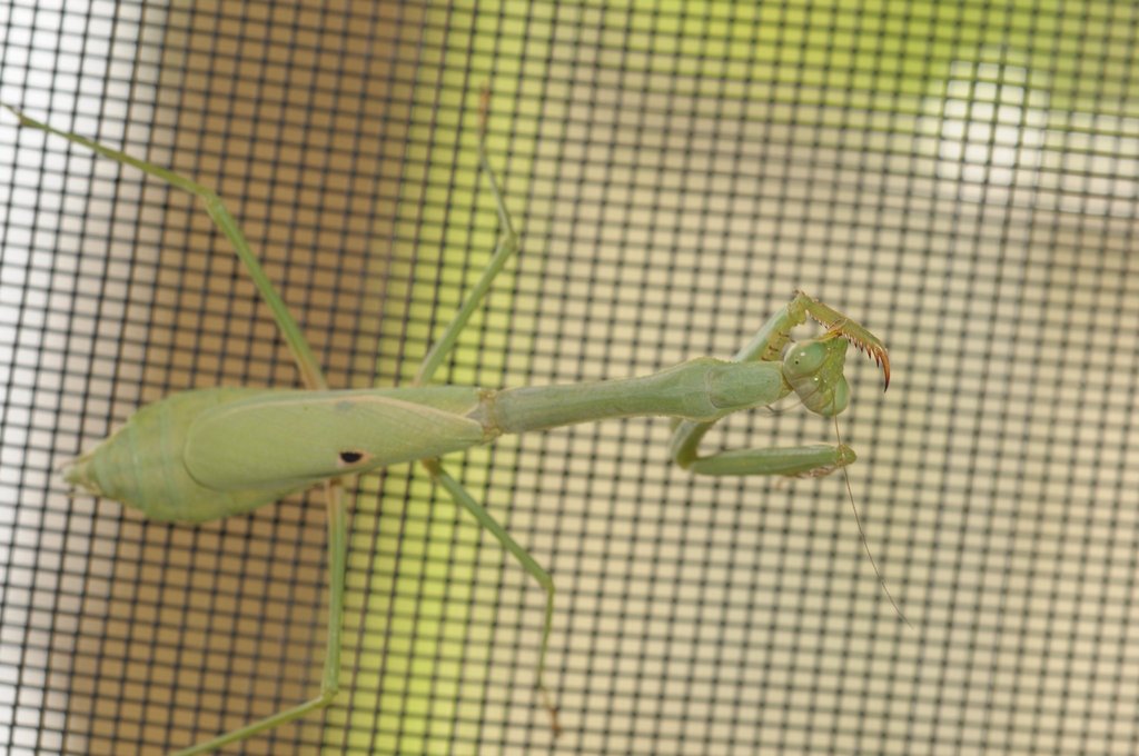 Carolina Mantis (Costa Rica Insects) · iNaturalist