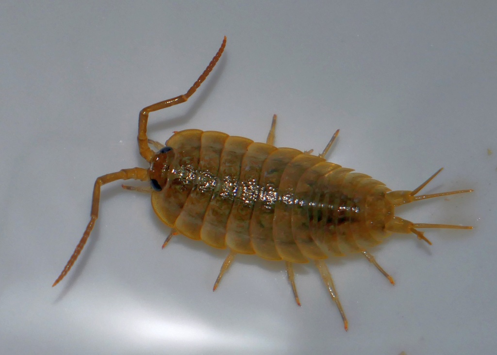 Common Sea Slater from 29350 Moëlan-sur-Mer, Frankreich on July 25 ...