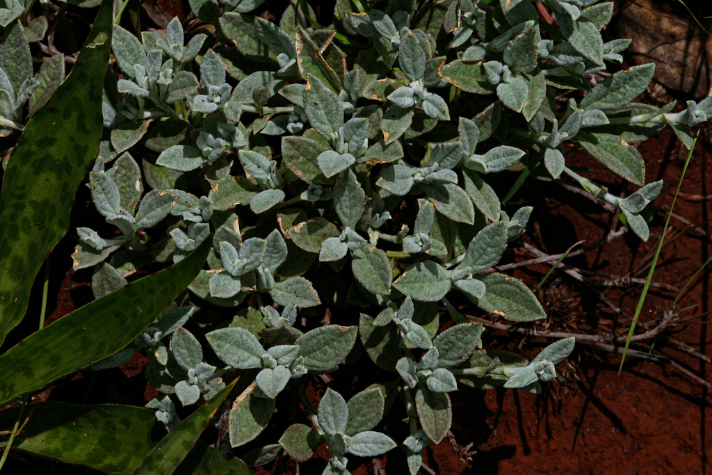 (Dicoma niccolifera) - Botanical Realm