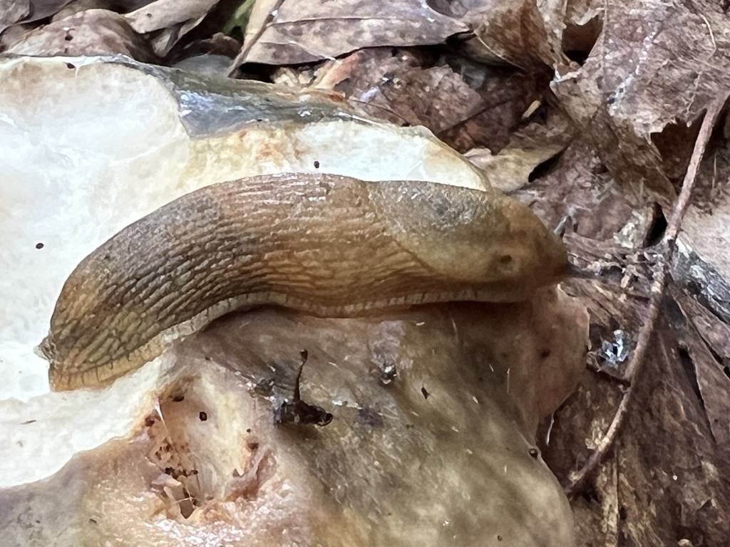 Western Dusky Slug from Huron-Manistee National Forests, Walkerville ...