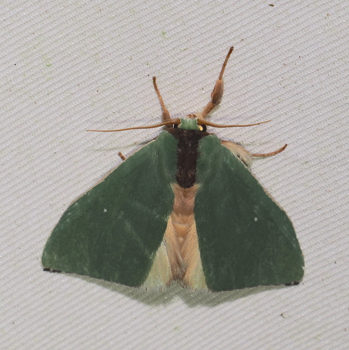 Rosema vitula · iNaturalist