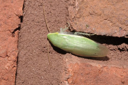 Banana Cockroach (Costa Rica Insects) · iNaturalist