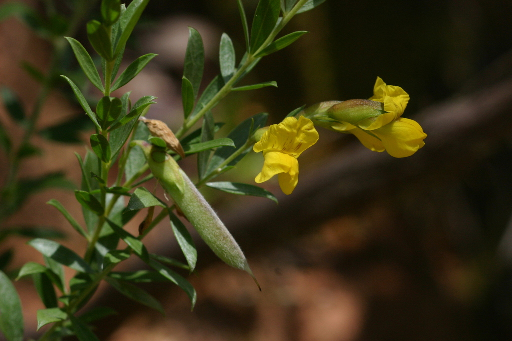 Frilly Pea from Chimanimani, Zimbabwe on January 31, 2006 at 11:16 AM ...