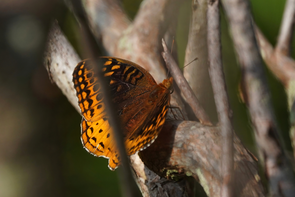 Great Spangled Fritillary from Monroe County, PA, USA on July 25, 2023 ...