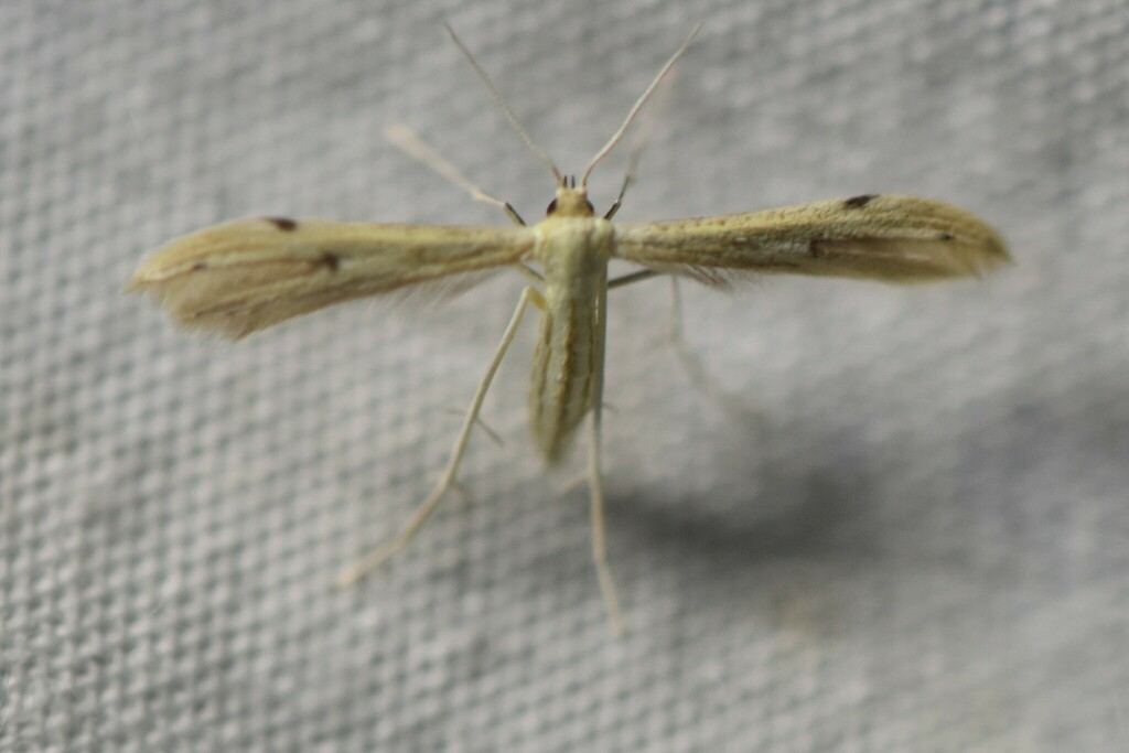 Three- and Two-dotted Plume Moths from Polk County, FL, USA on July 24 ...