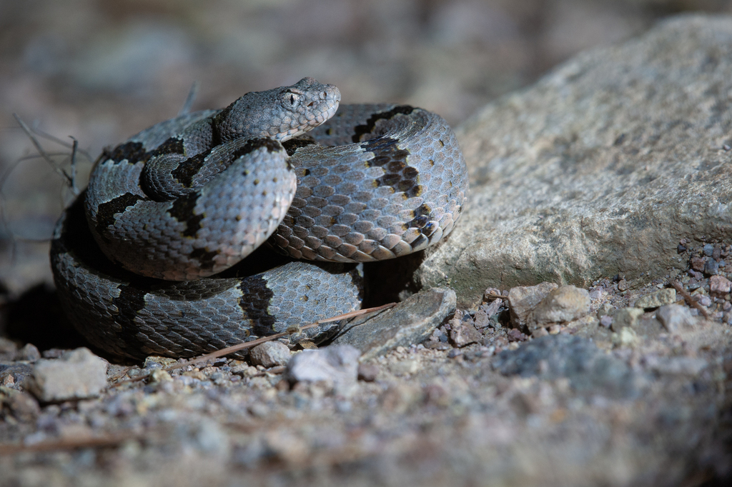 Banded Rock Rattlesnake in July 2023 by Owen Sinkus · iNaturalist