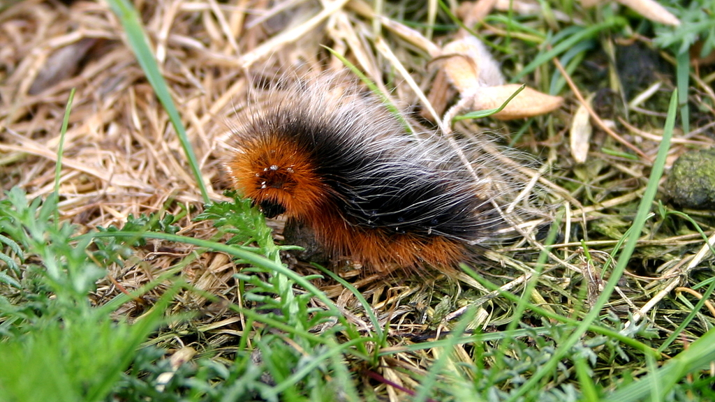 Garden Tiger from Alness, UK on April 22, 2004 at 12:26 PM by Alan ...