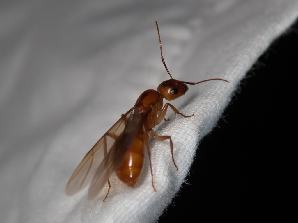 Camponotus fragilis from Porter Ranch, Los Angeles, CA 91326, USA on ...
