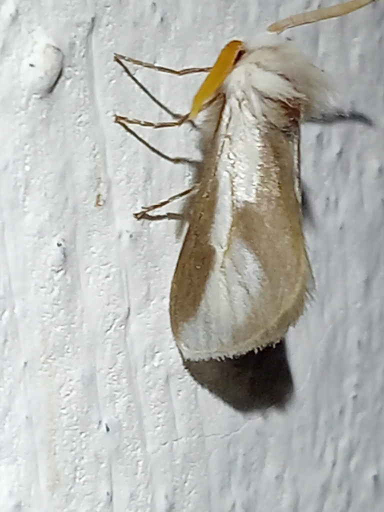 Mesquite Stinger Moth from 49756 Jal., México on July 24, 2023 at 09:37 ...