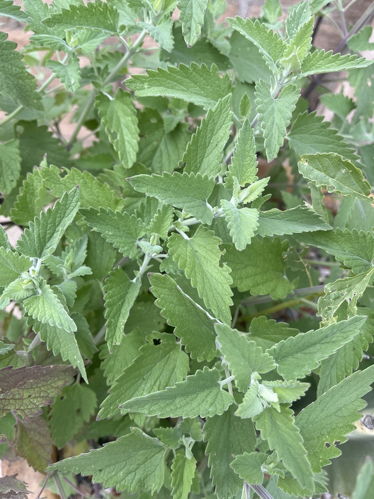 catmints from Angeles National Forest, Santa Clarita, CA, US on May 30 ...