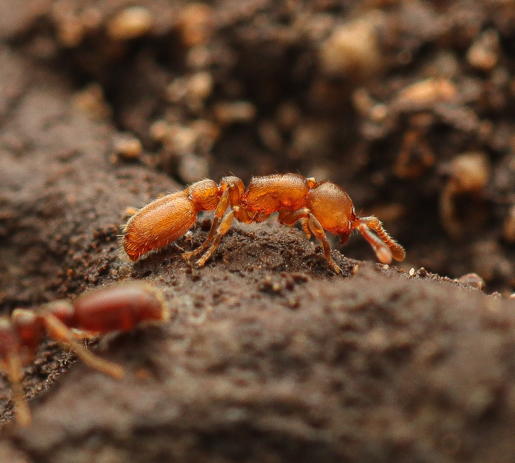 Clonal Raider Ant from Kauaʻi, Haena, HI, US on July 25, 2023 at 01:23 ...