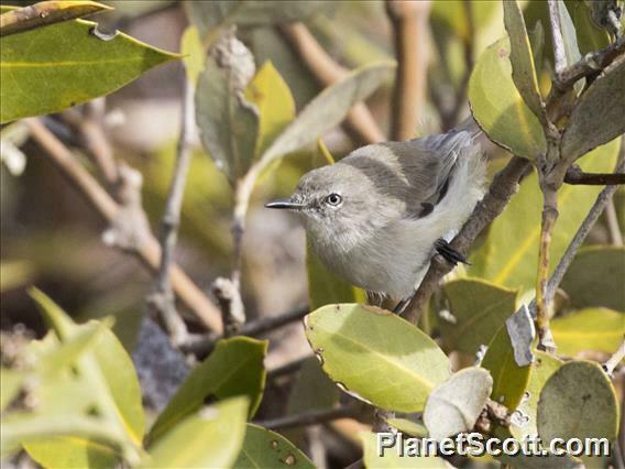 Dusky Gerygone from New Beach on April 21, 2023 by Scott Bowers. See http://www.planetscott.com ...