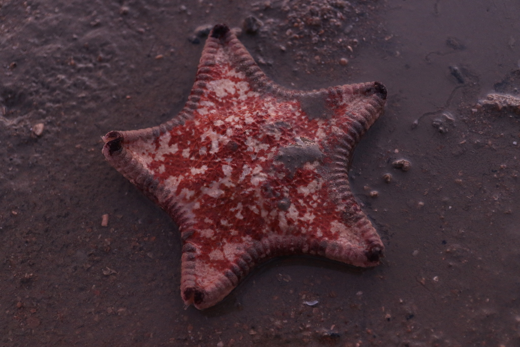 Cake sea star from Phuket, Thailand on July 6, 2023 at 02:51 PM by ...